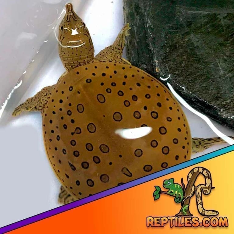 Spiny softshell turtle for sale Spiny soft shell turtles for sale near me