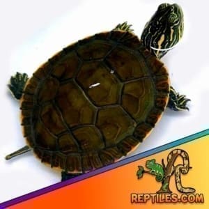 Western painted turtle for sale online baby Western painted turtles