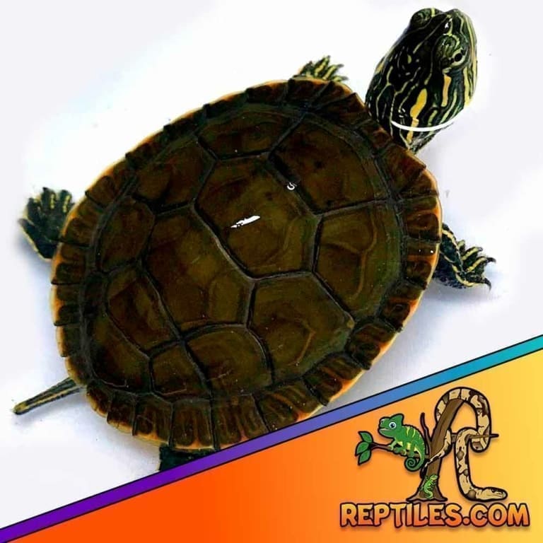 Western painted turtle for sale online baby Western painted turtles