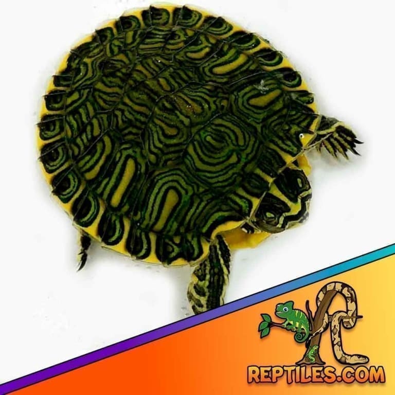 Live baby turtles for sale | freshwater baby turtles for sale near me